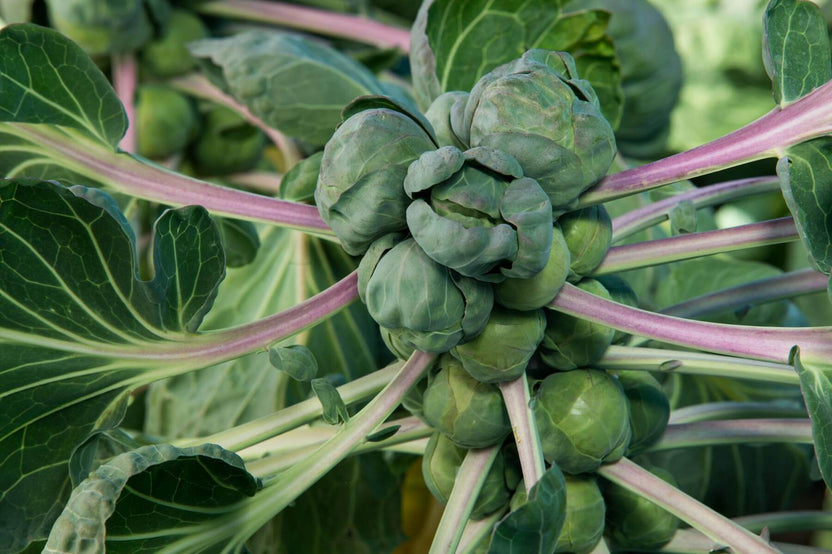 How to Grow Brussels Sprout Plants | General Planting & Growing Tips ...