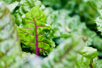 Growing Swiss Chard Plants | Planting Swiss Chard – Bonnie Plants