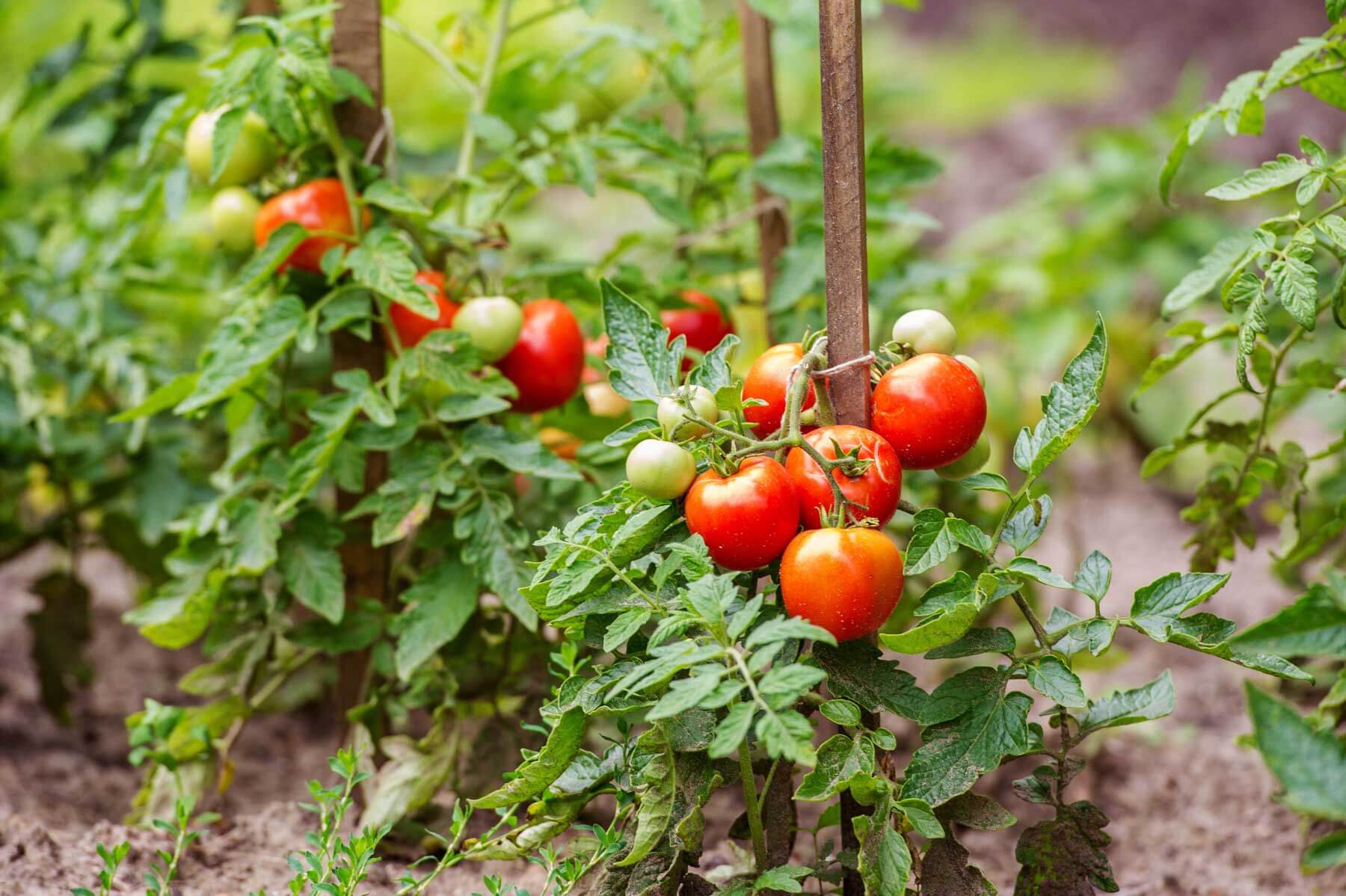 Supporting Tomato Plants Using Cages Trellises For Tomatoes supporting-tomato-plants-using-cages-trellises-for-tomatoes