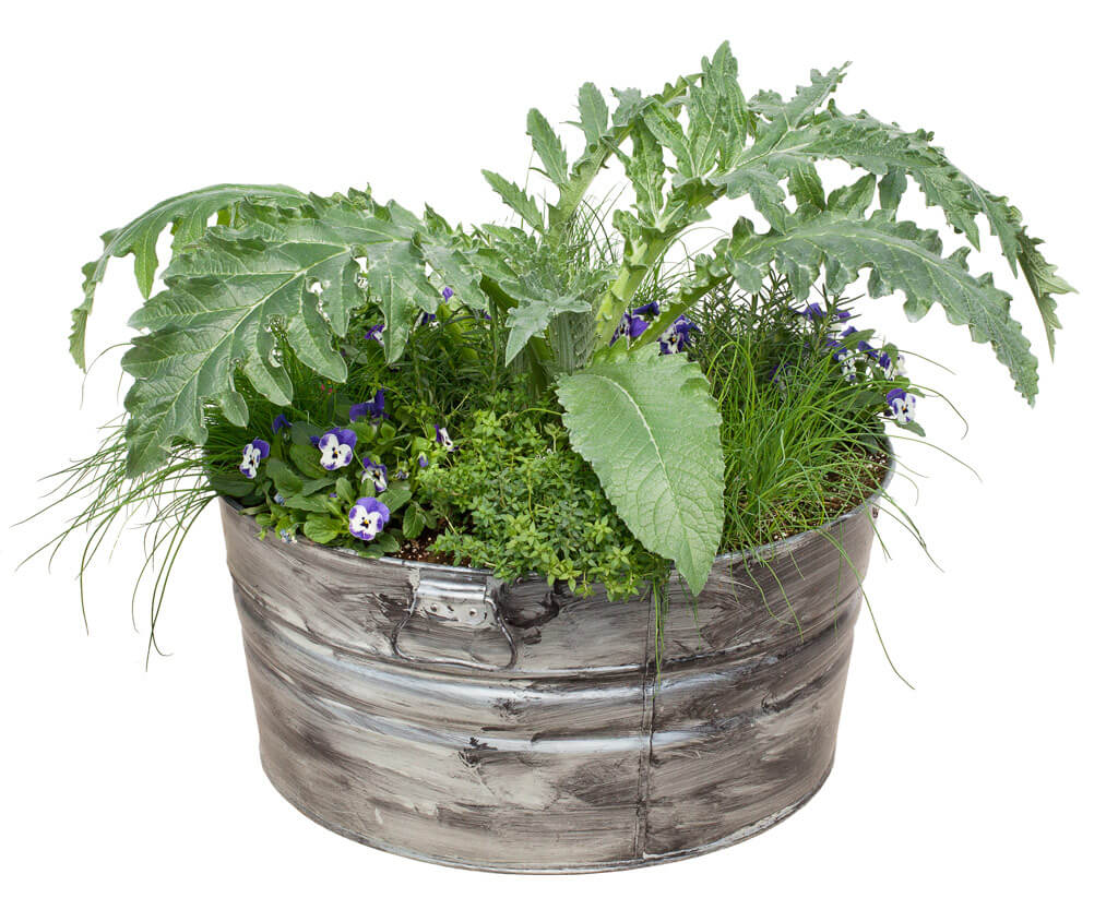 Combine Herbs, Color & Collards in a Container Garden – Bonnie Plants