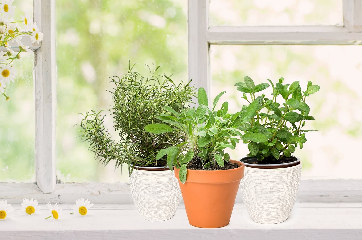 Grow an Indoor Tea Garden – Bonnie Plants