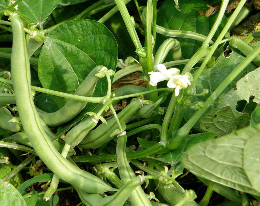 Blue Lake Bush Bean (In Store Only) – Bonnie Plants