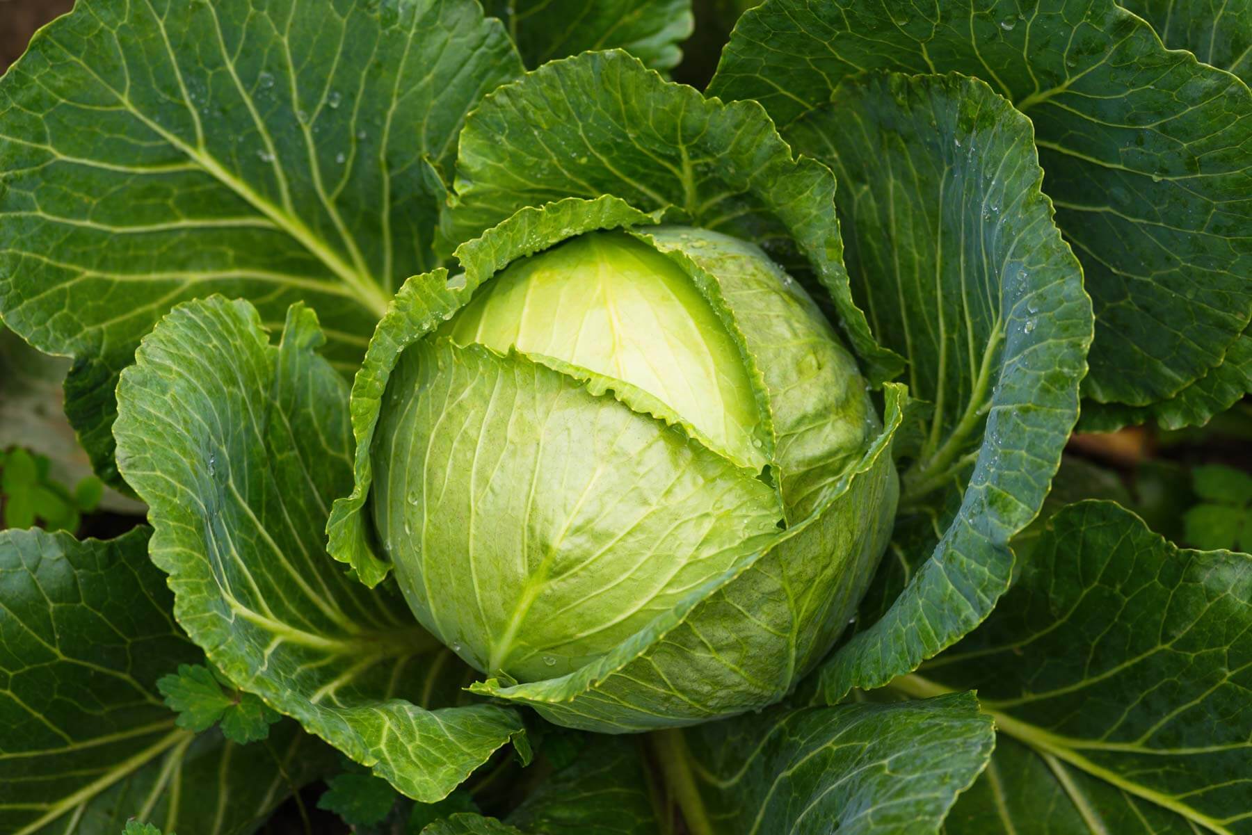 Cabbage – Bonnie Plants