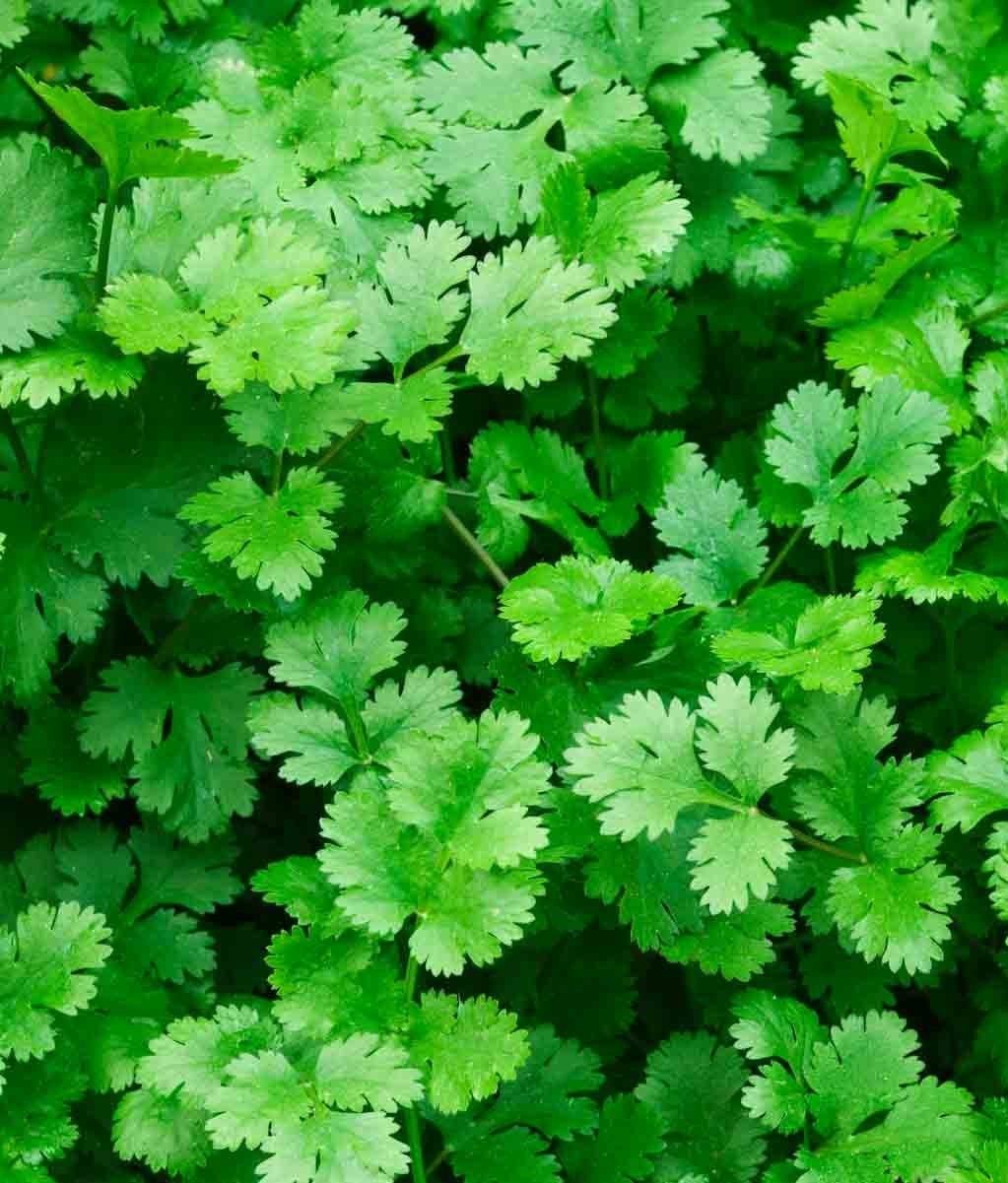 Cilantro – Bonnie Plants