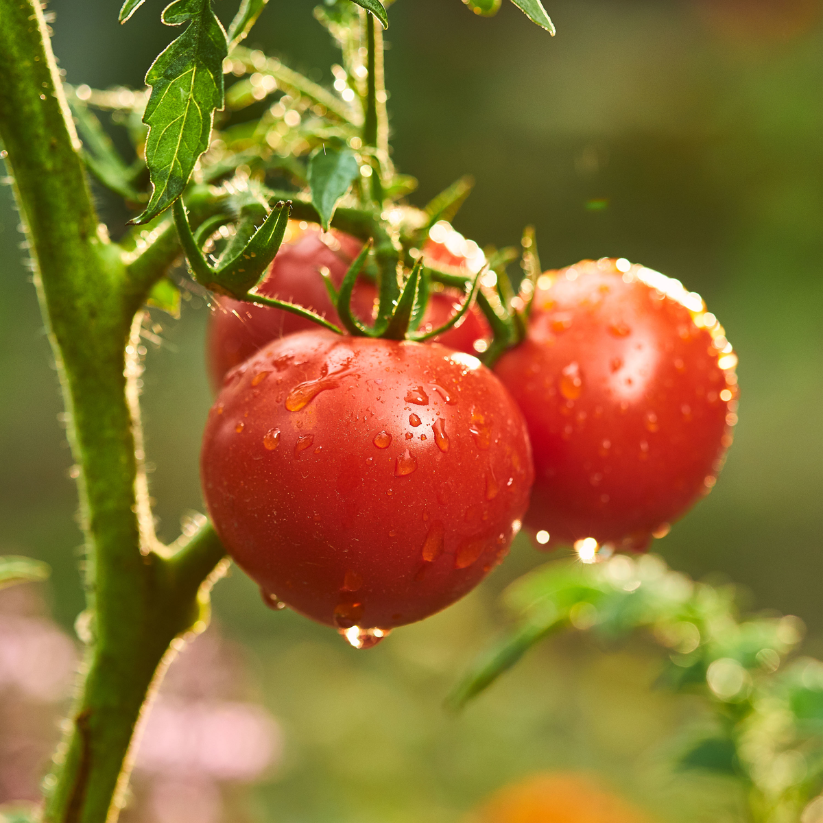 Husky Cherry Red Tomato Landing Page – Bonnie Plants