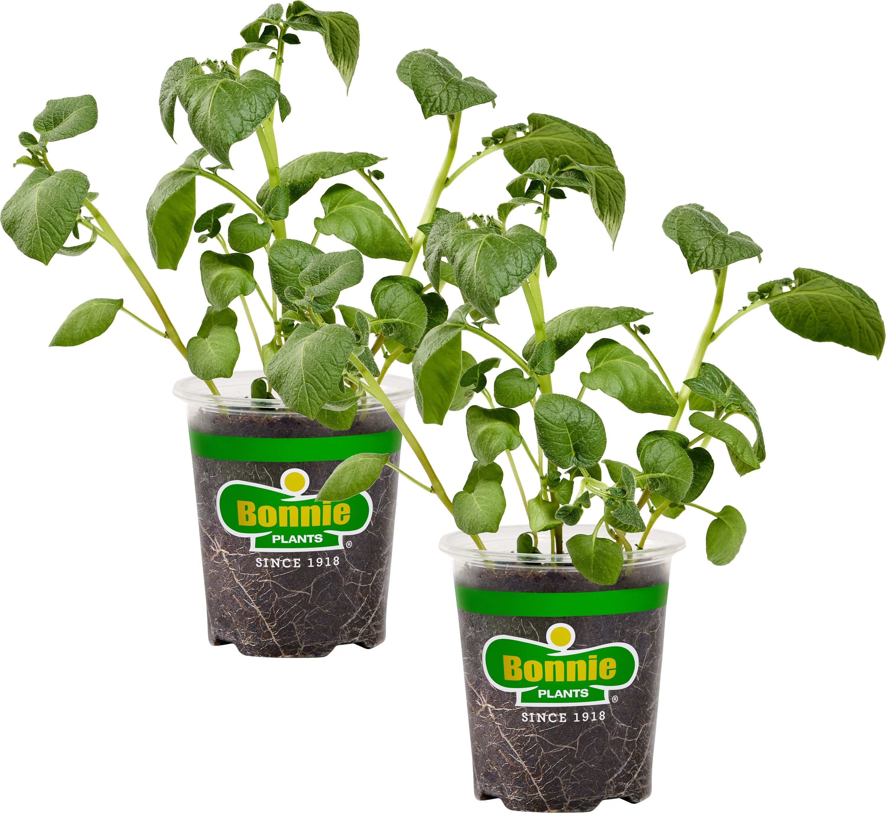 Clancy Red Potato (2 Pack) – Bonnie Plants