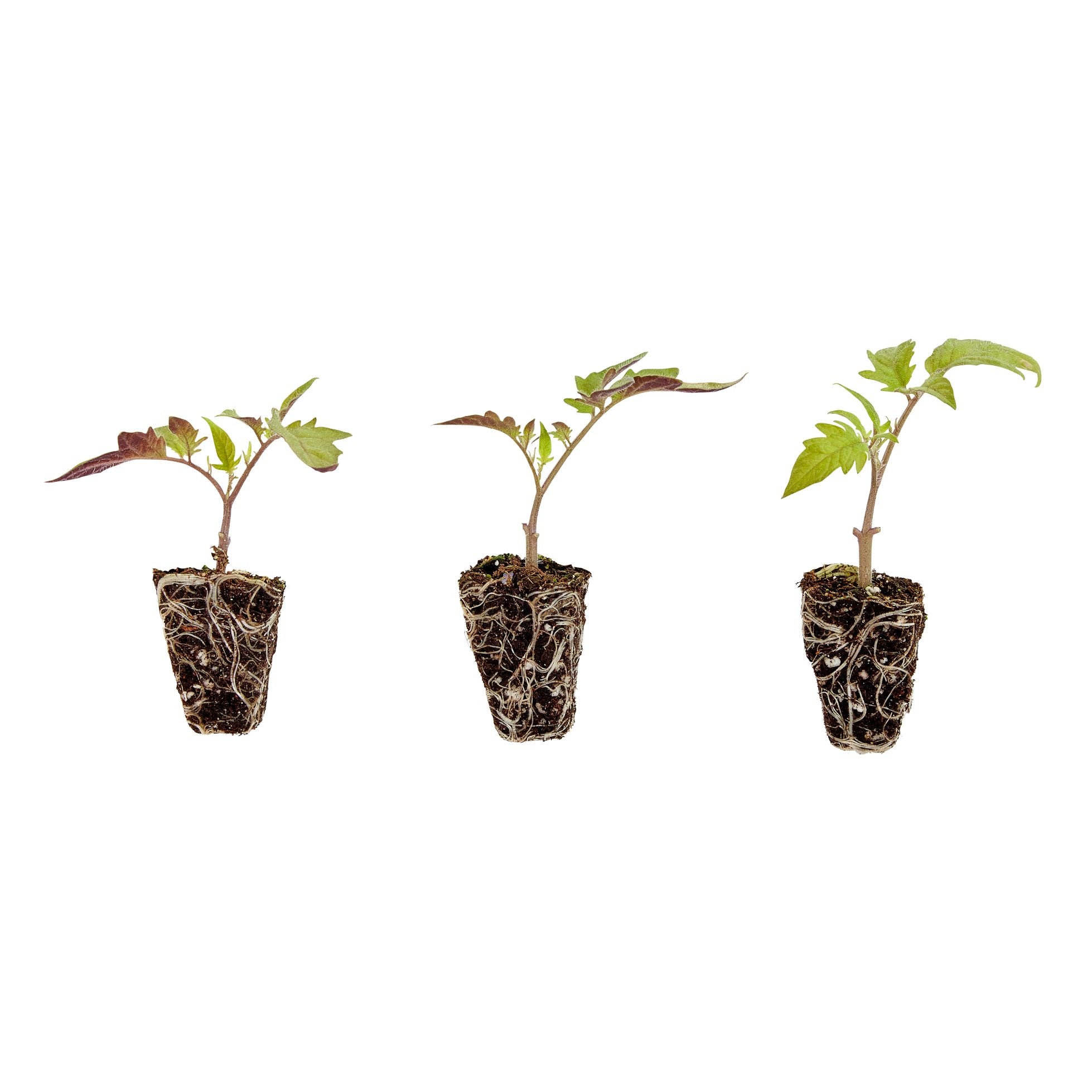 Roma Tomato Plugs (3 Pack) – Bonnie Plants