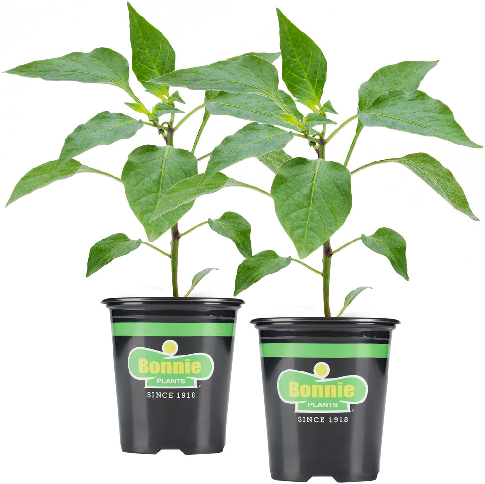 Serrano Pepper Plants For Sale