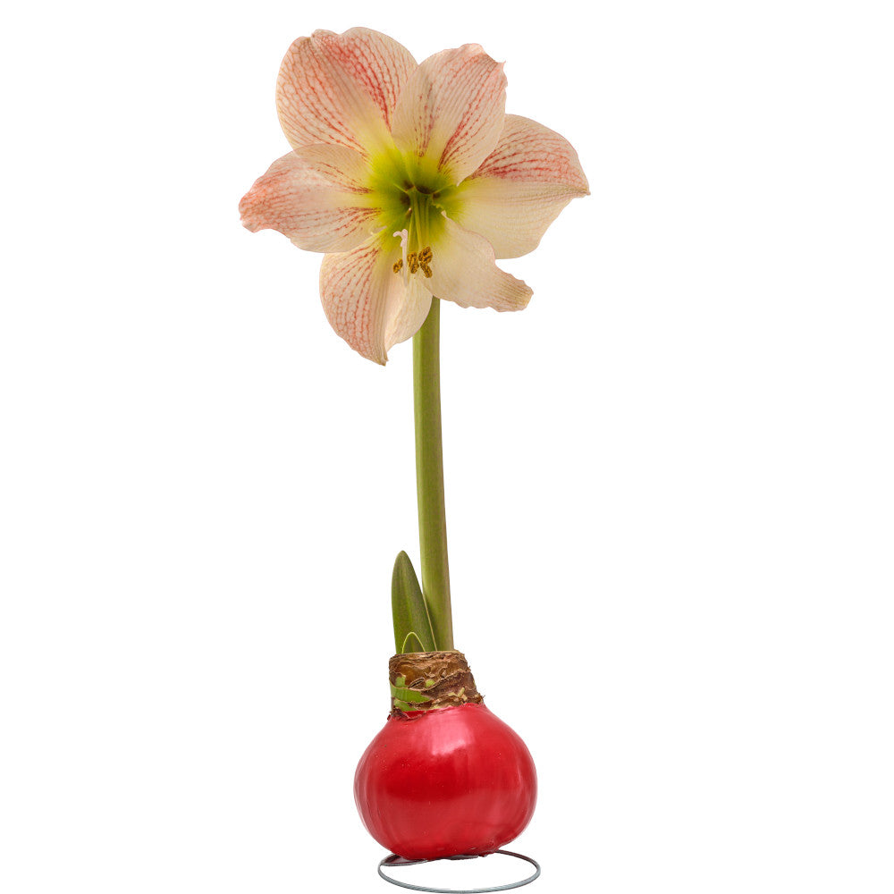 Waxed Amaryllis Bulb – Bonnie Plants