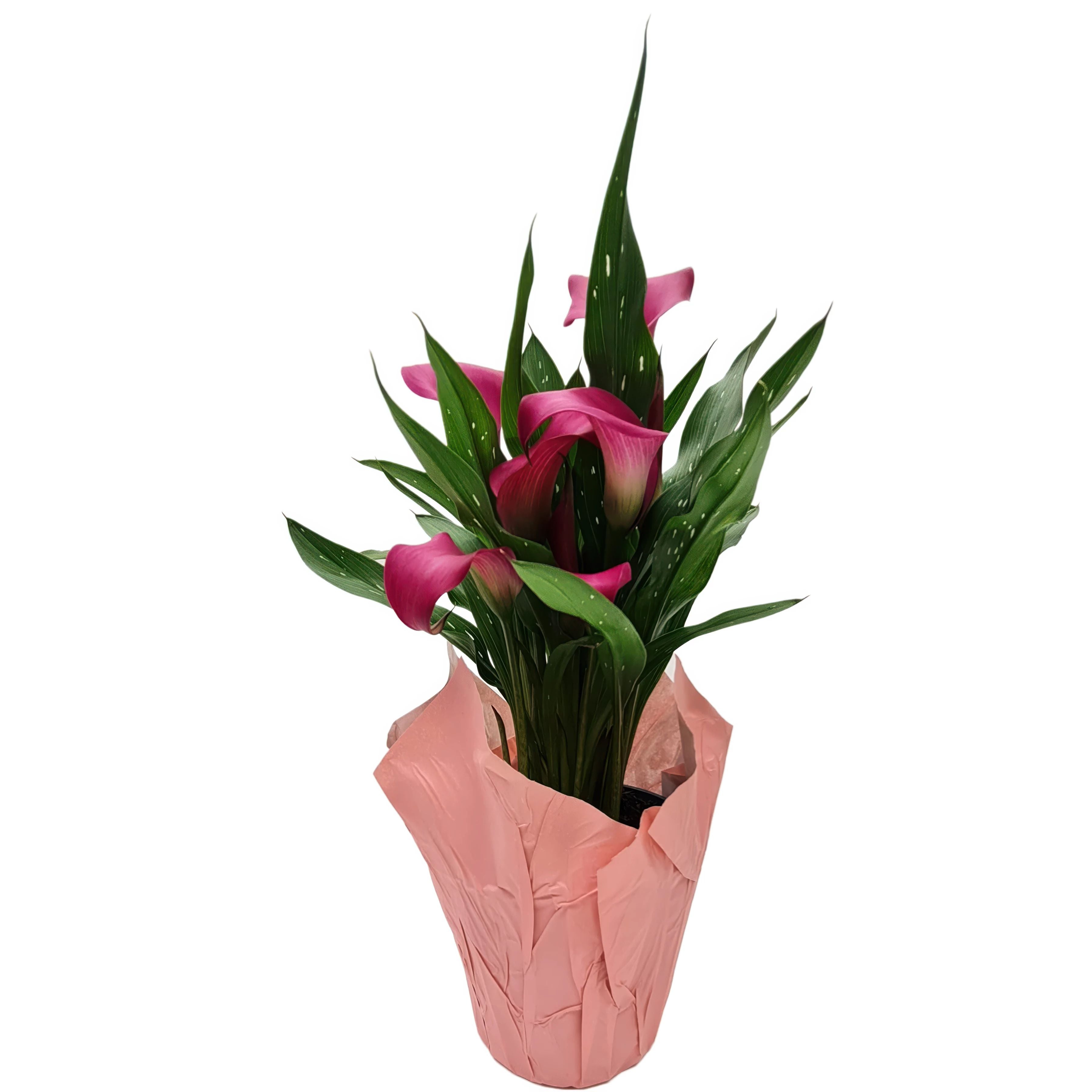 Pink Calla Lily | Gallon – Bonnie Plants