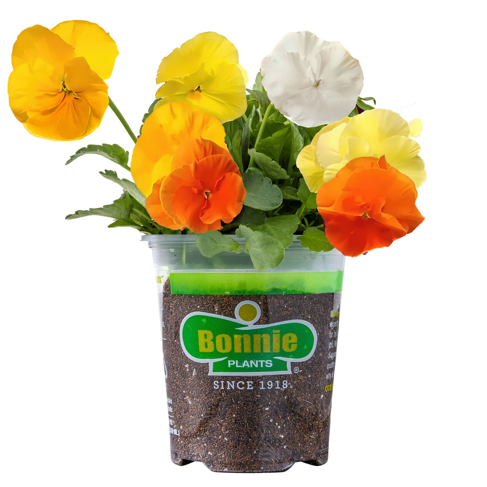 Bonnie Plants® Pansy Spring Matrix Daffodil Mix Edible Flower