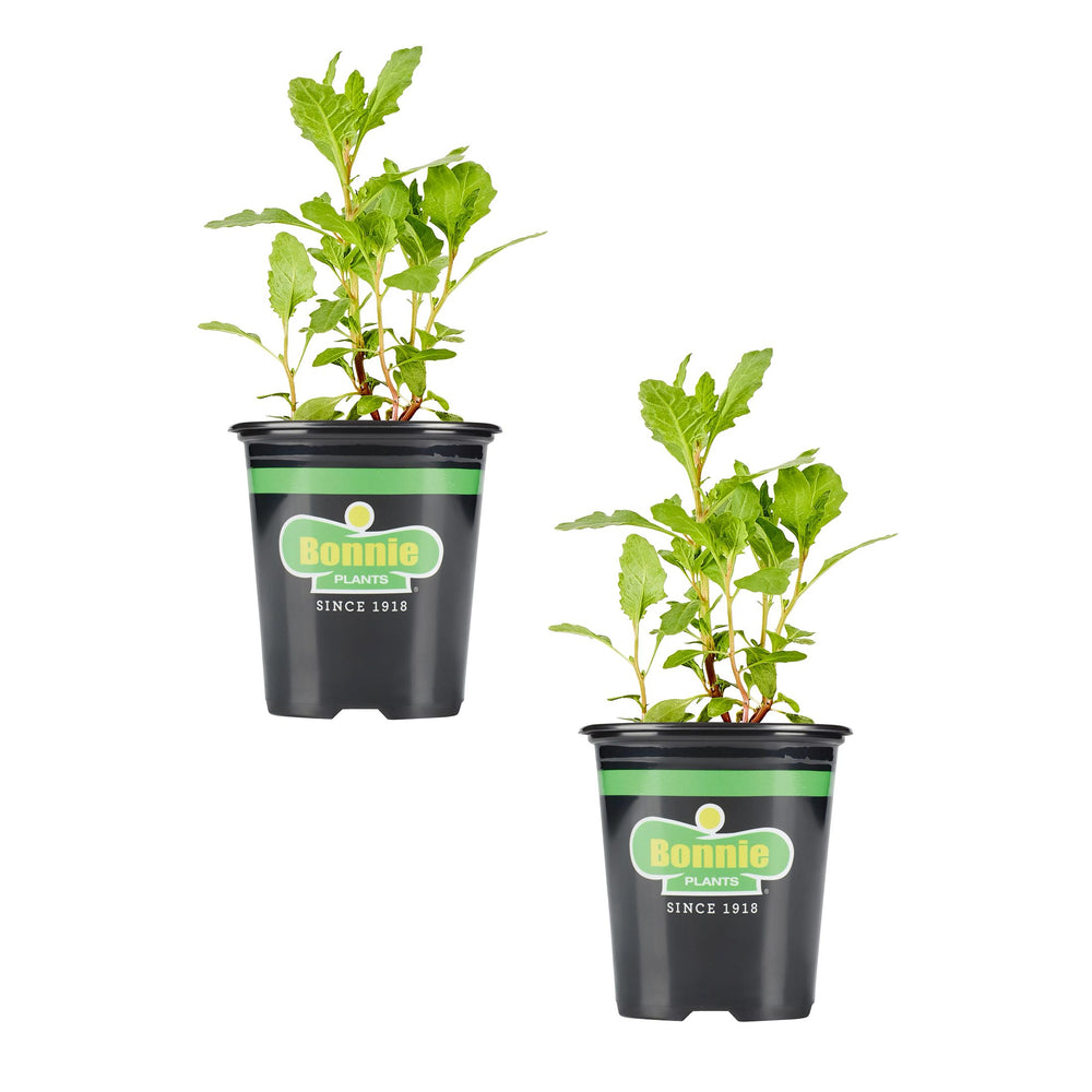 Bonnie Plants® Epazote
