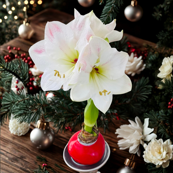 Waxed Amaryllis Bulb – Bonnie Plants
