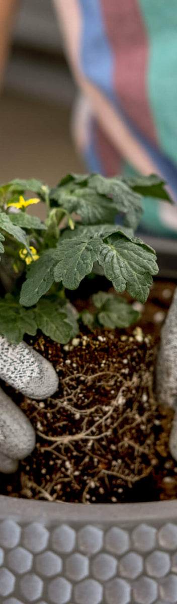 Sun Sugar Yellow Cherry Tomato (2 Pack) – Bonnie Plants