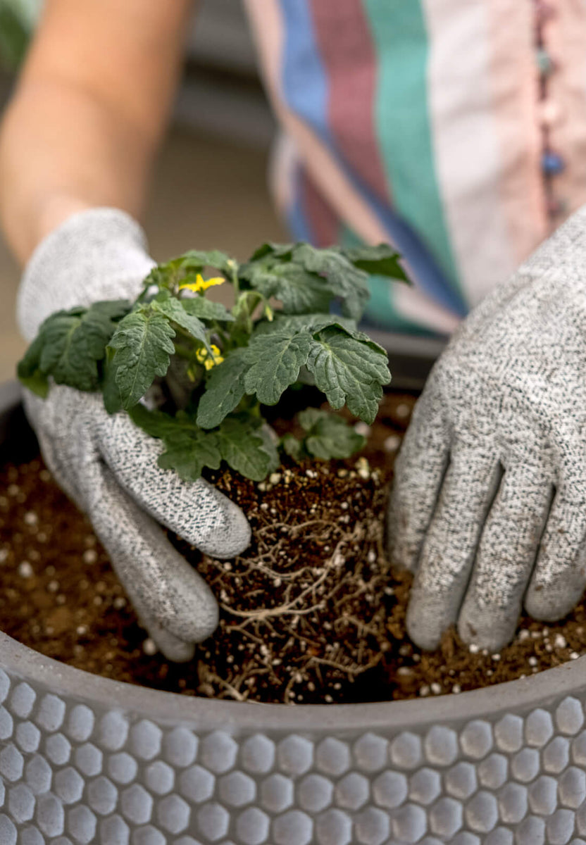 Bush Goliath Tomato (2 Pack) – Bonnie Plants