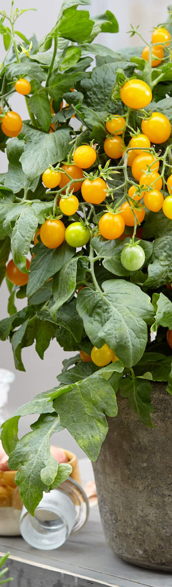 Husky Red Cherry Tomato (2 Pack) – Bonnie Plants