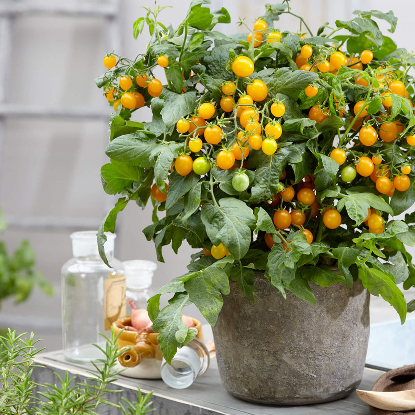 Tami G Grape Tomato (2 Pack) – Bonnie Plants