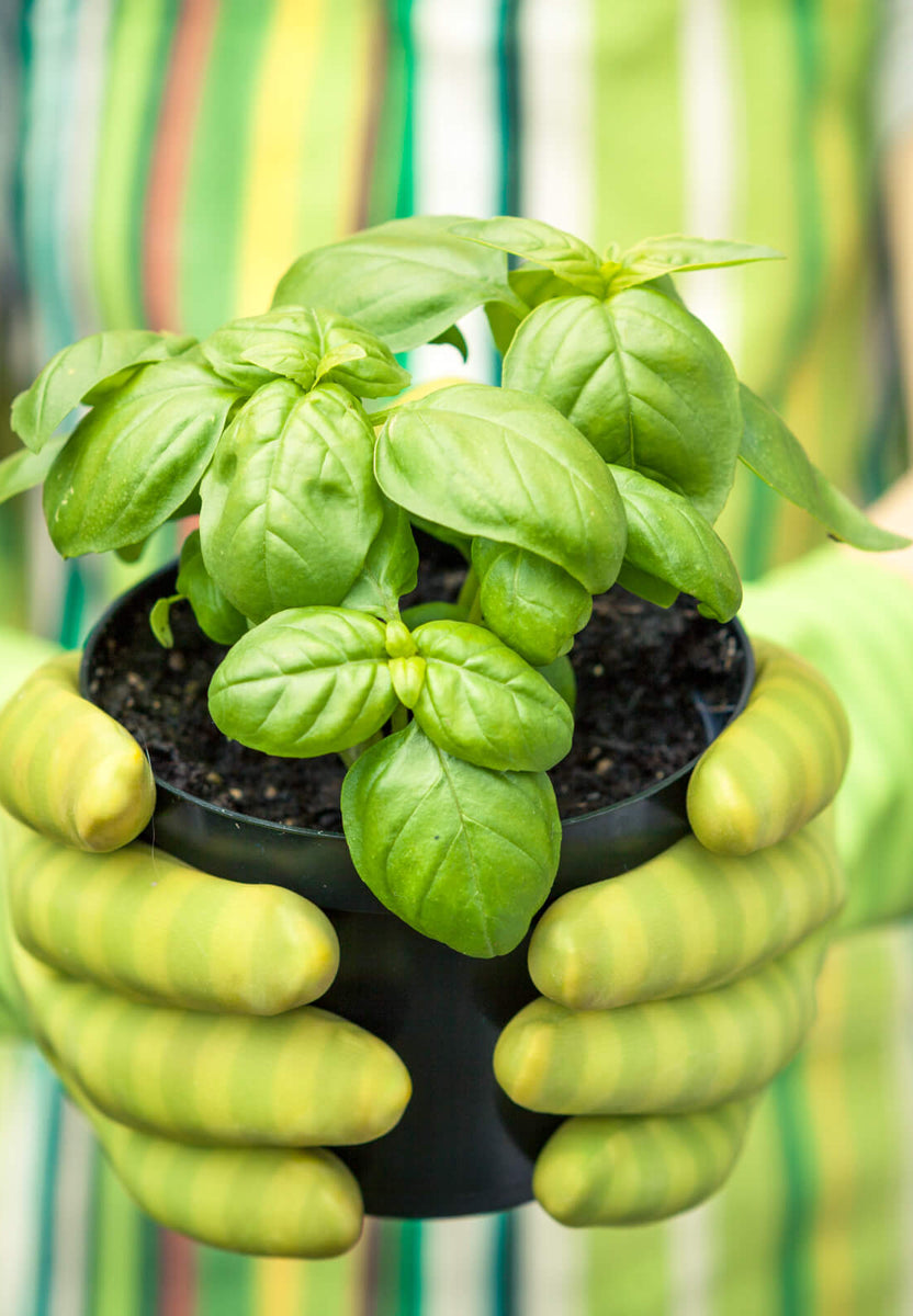 Tami G Grape Tomato (2 Pack) – Bonnie Plants