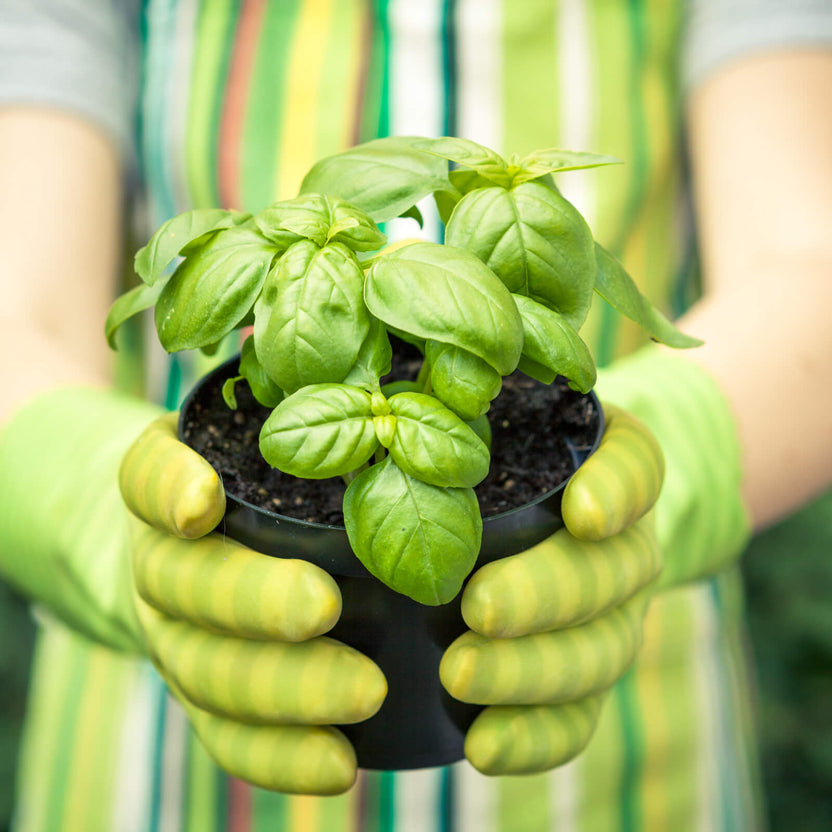 Bush Goliath Tomato (2 Pack) – Bonnie Plants