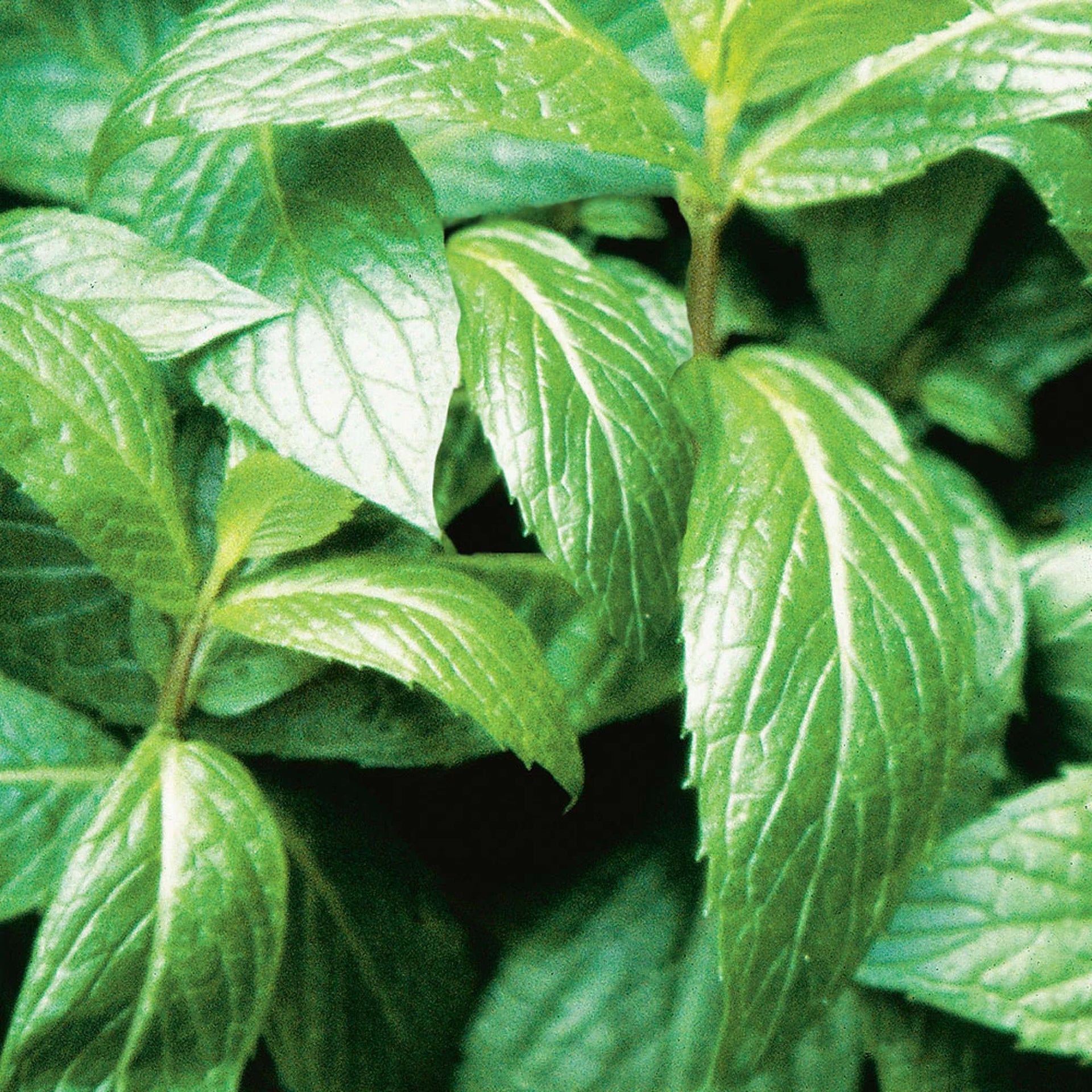 Sweet Mint 3-Pack Plugs | Bonnie Plants