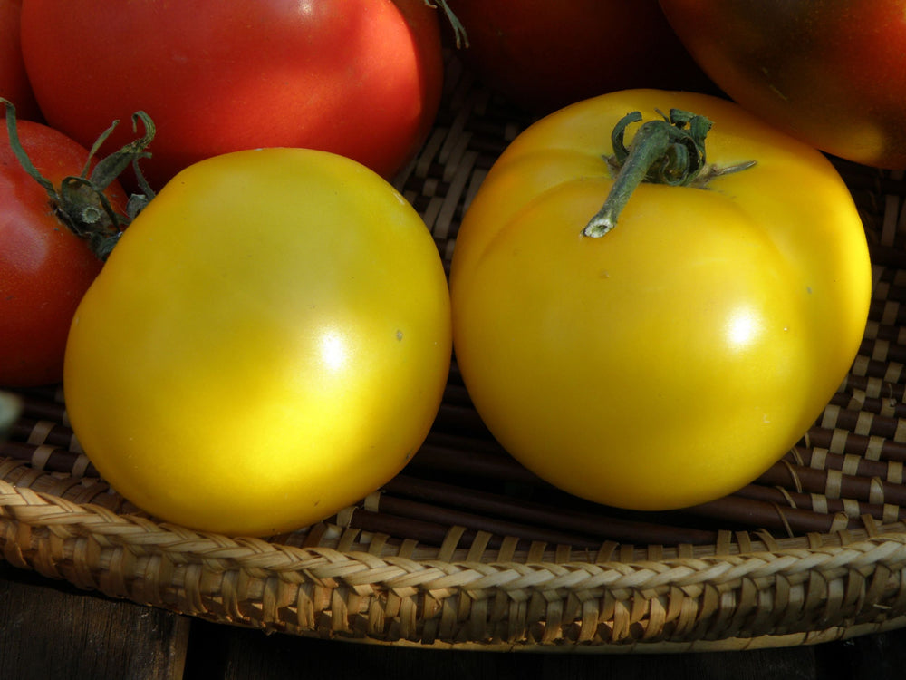 Lemon Boy Yellow Tomato – Bonnie Plants