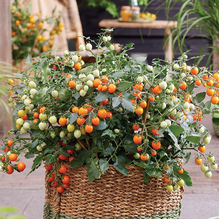 Tiny Temptation Cherry Tomato (2 Pack) – Bonnie Plants
