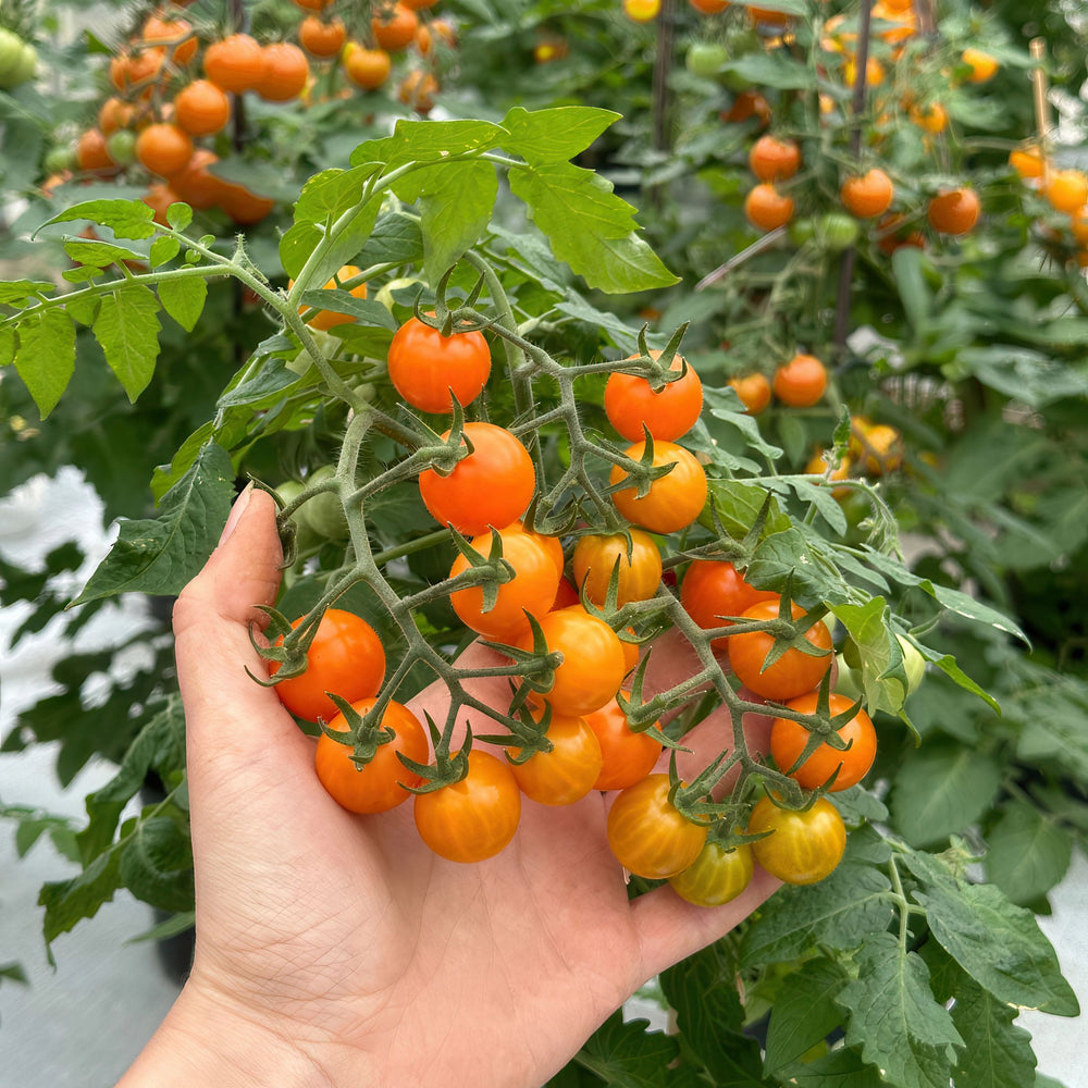 Tiny Temptation Cherry Tomato (2 Pack) – Bonnie Plants