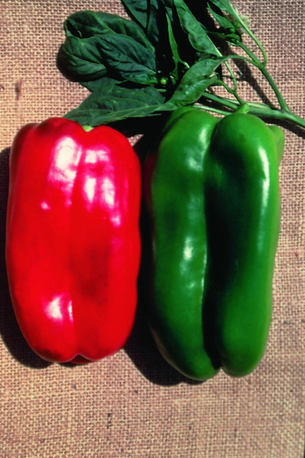 Big Bertha Bell Pepper – Bonnie Plants
