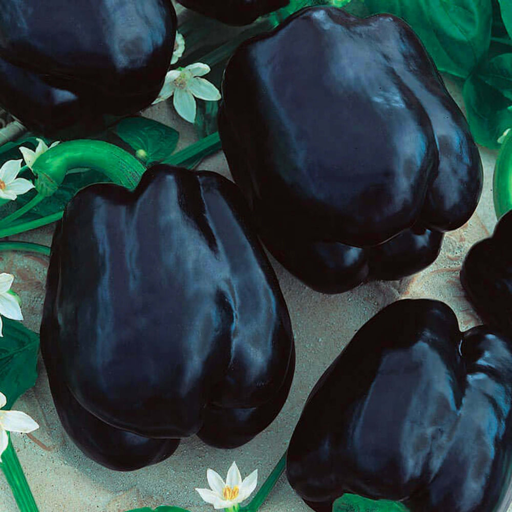 Purple Bell Sweet Pepper – Bonnie Plants