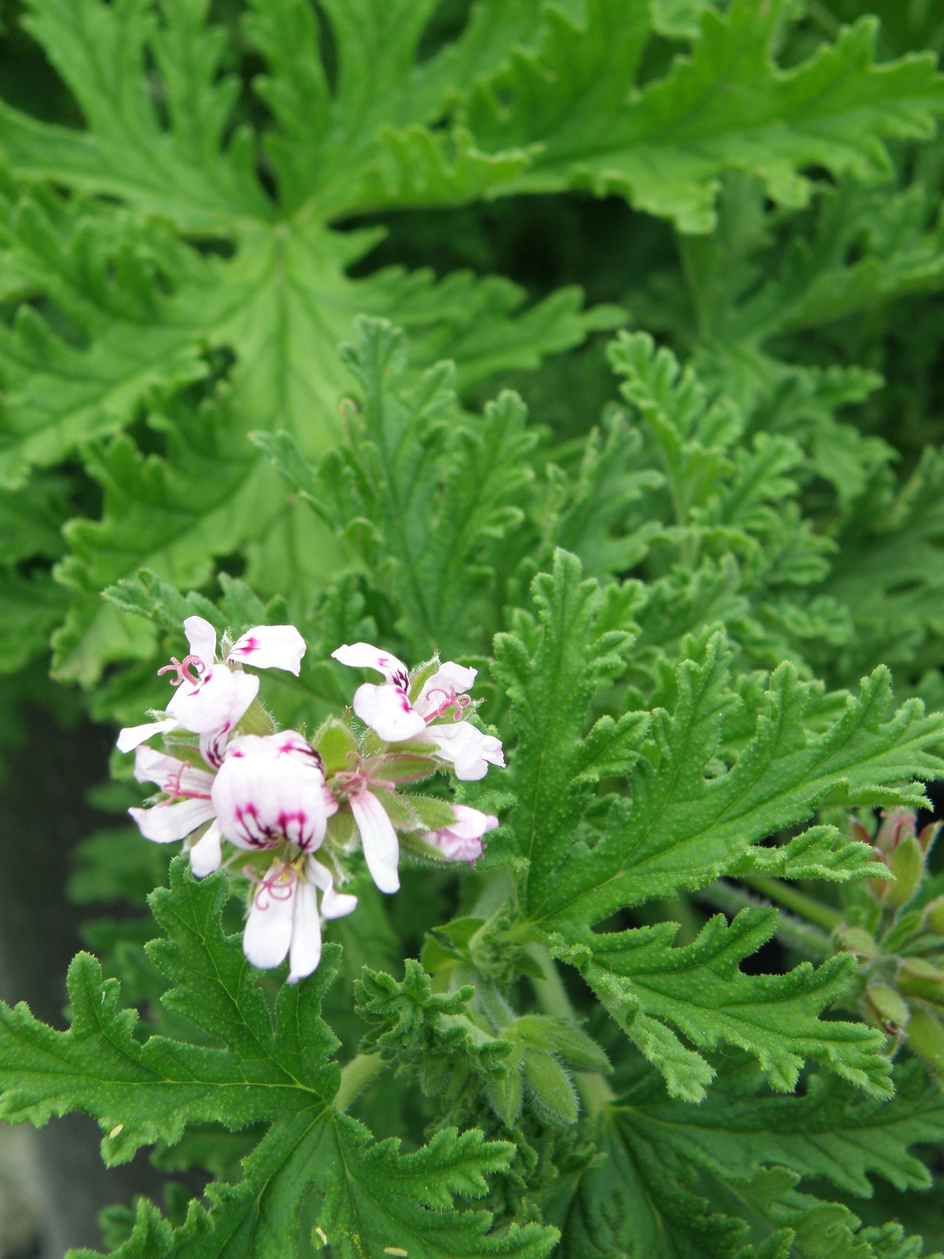 Citronella Mosquito Plant 2-Pack | Bonnie Plants