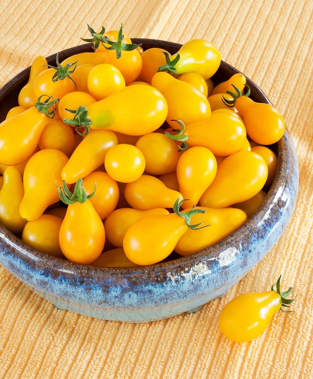 Yellow Pear Heirloom Cherry Tomato – Bonnie Plants