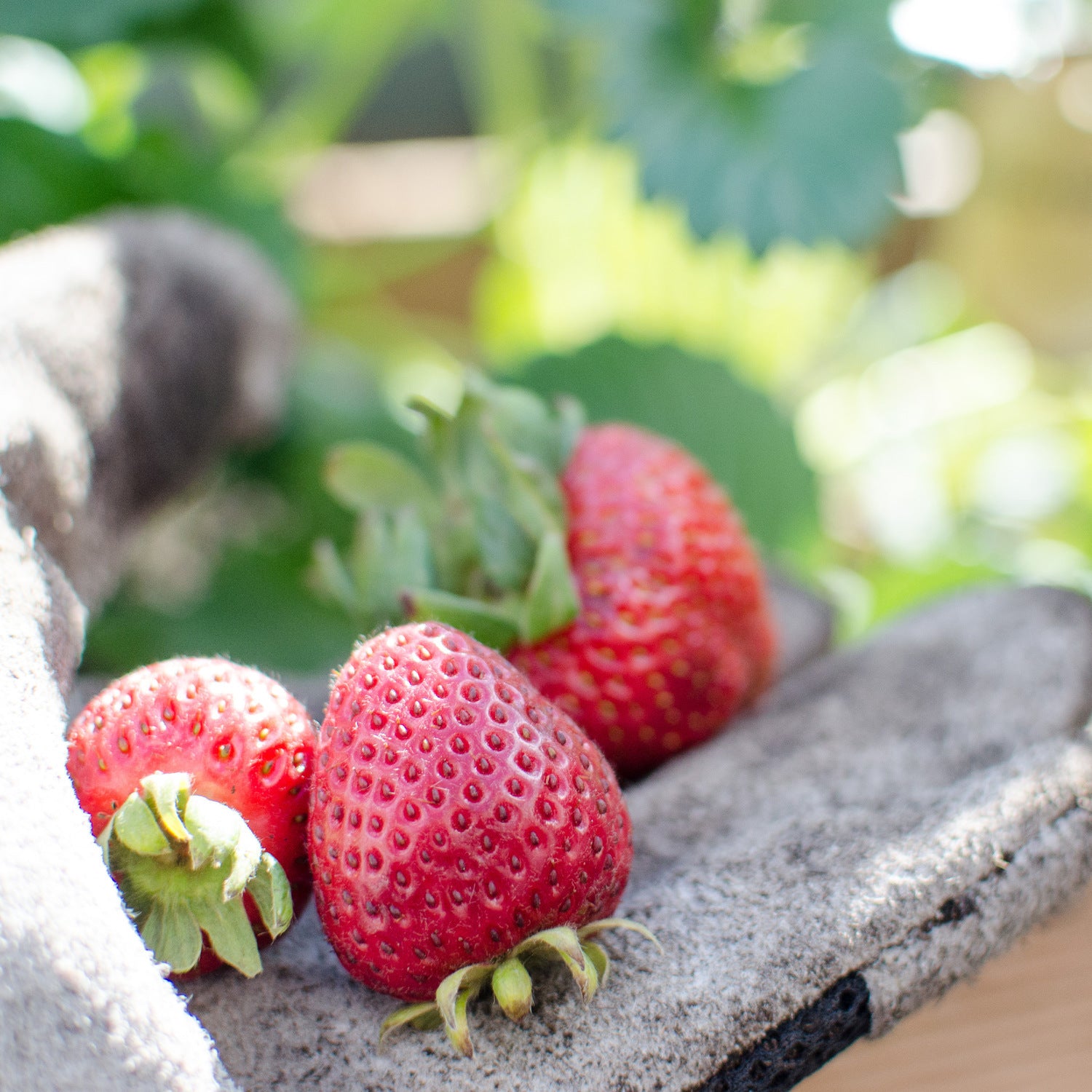 Strawberries (2 Pack) – Bonnie Plants