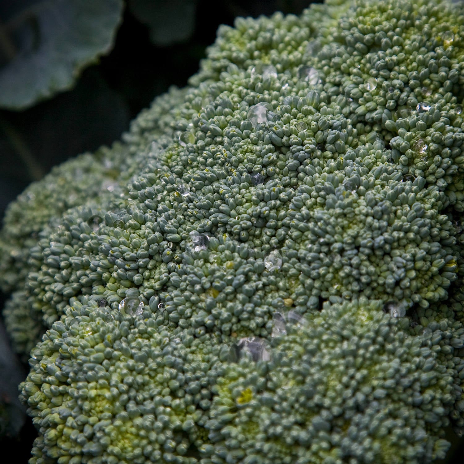 Lieutenant Broccoli (2 Pack) – Bonnie Plants