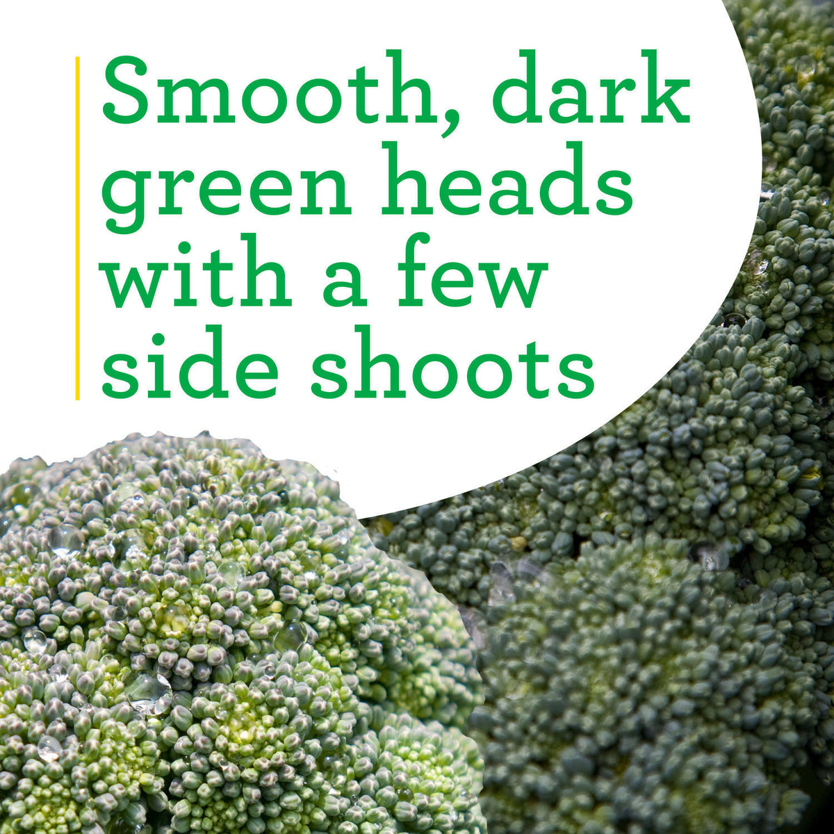 Lieutenant Broccoli (2 Pack) – Bonnie Plants