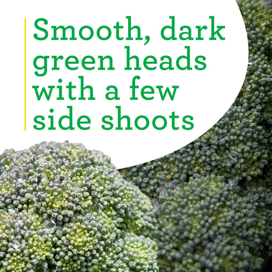 Lieutenant Broccoli (2 Pack) – Bonnie Plants