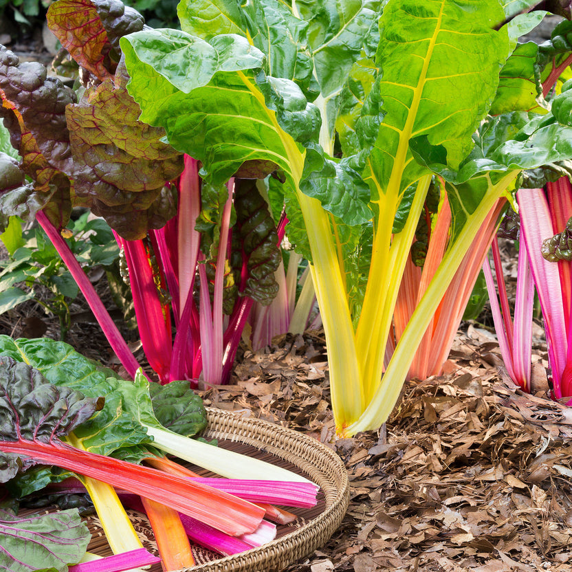 tumble chard