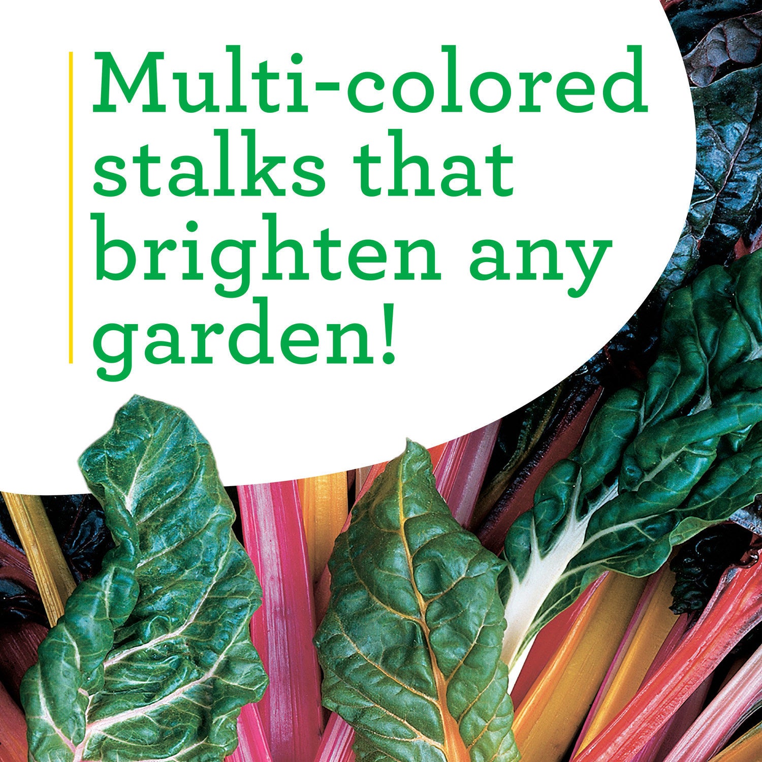 Swiss Chard (2 Pack) – Bonnie Plants