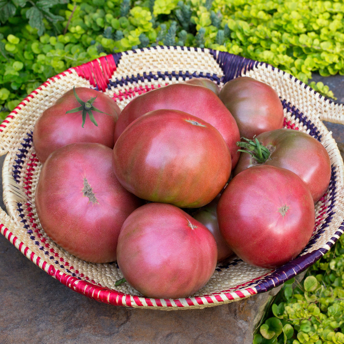 Cherokee Purple - Heirloom Tomato (2 Pack) – Bonnie Plants