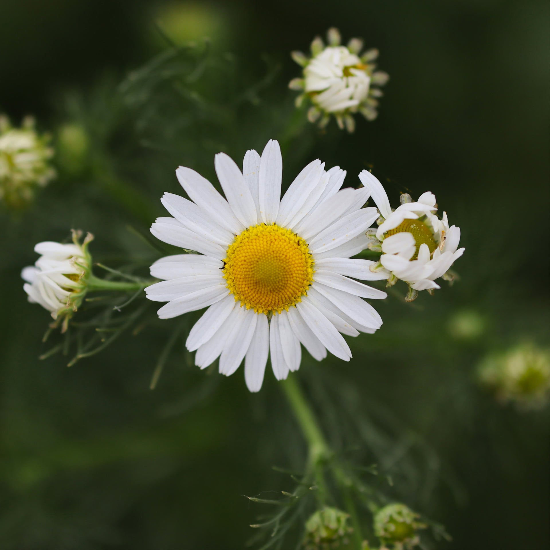 Chamomile (2 Pack) – Bonnie Plants