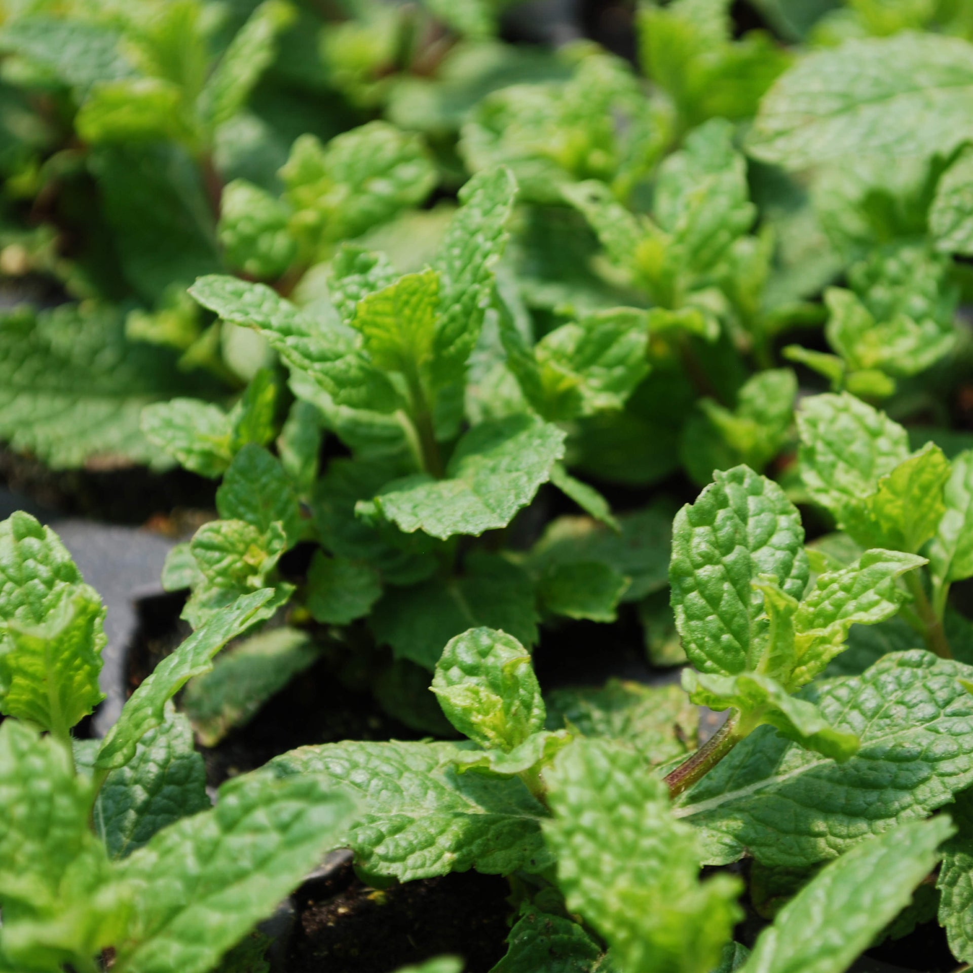 Sweet Mint (2 Pack) – Bonnie Plants