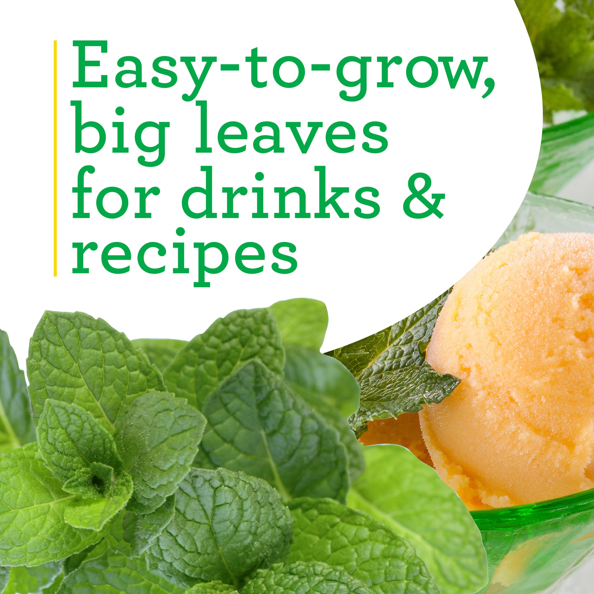 Sweet Mint (2 Pack) – Bonnie Plants