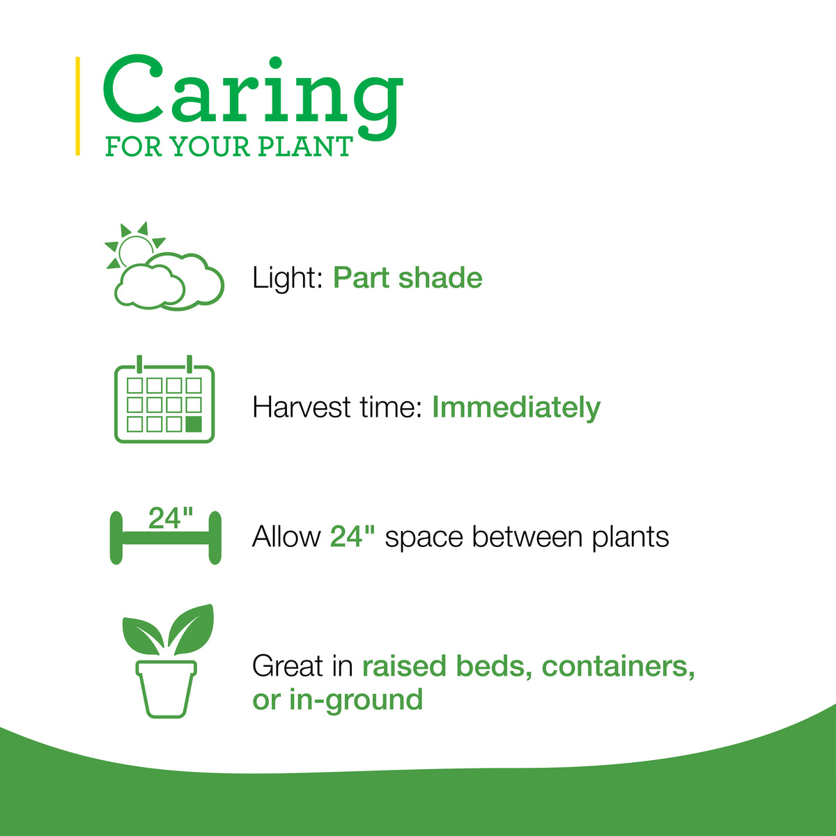Sweet Mint (2 Pack) – Bonnie Plants