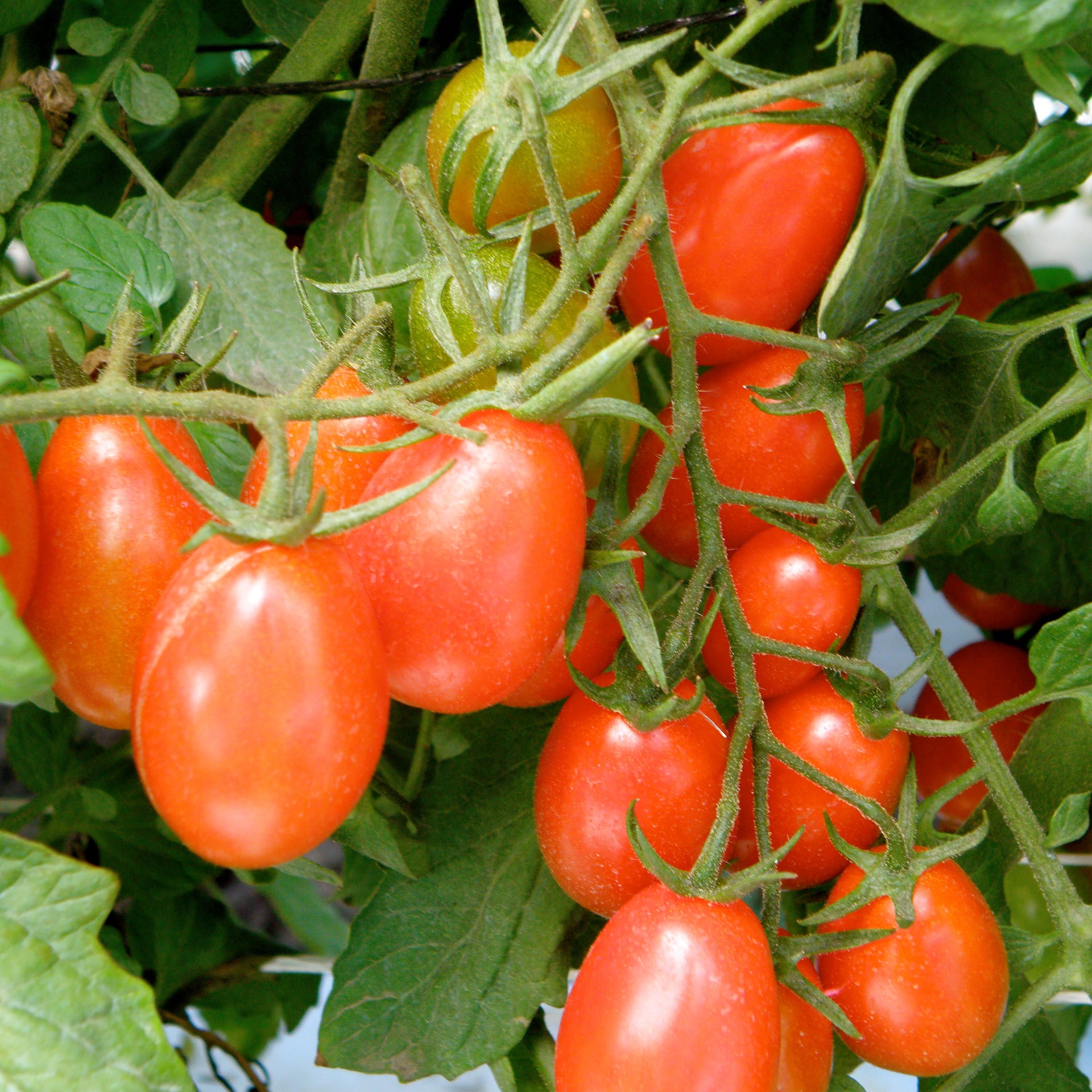 Tami G Grape Tomato (2 Pack) – Bonnie Plants