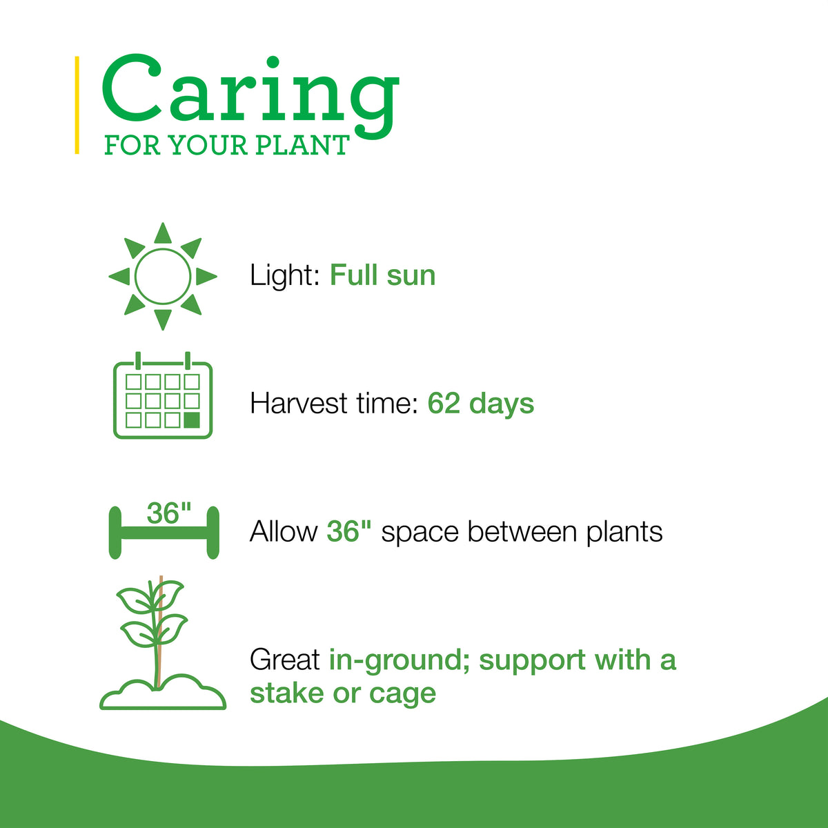 Tami G Grape Tomato (2 Pack) – Bonnie Plants