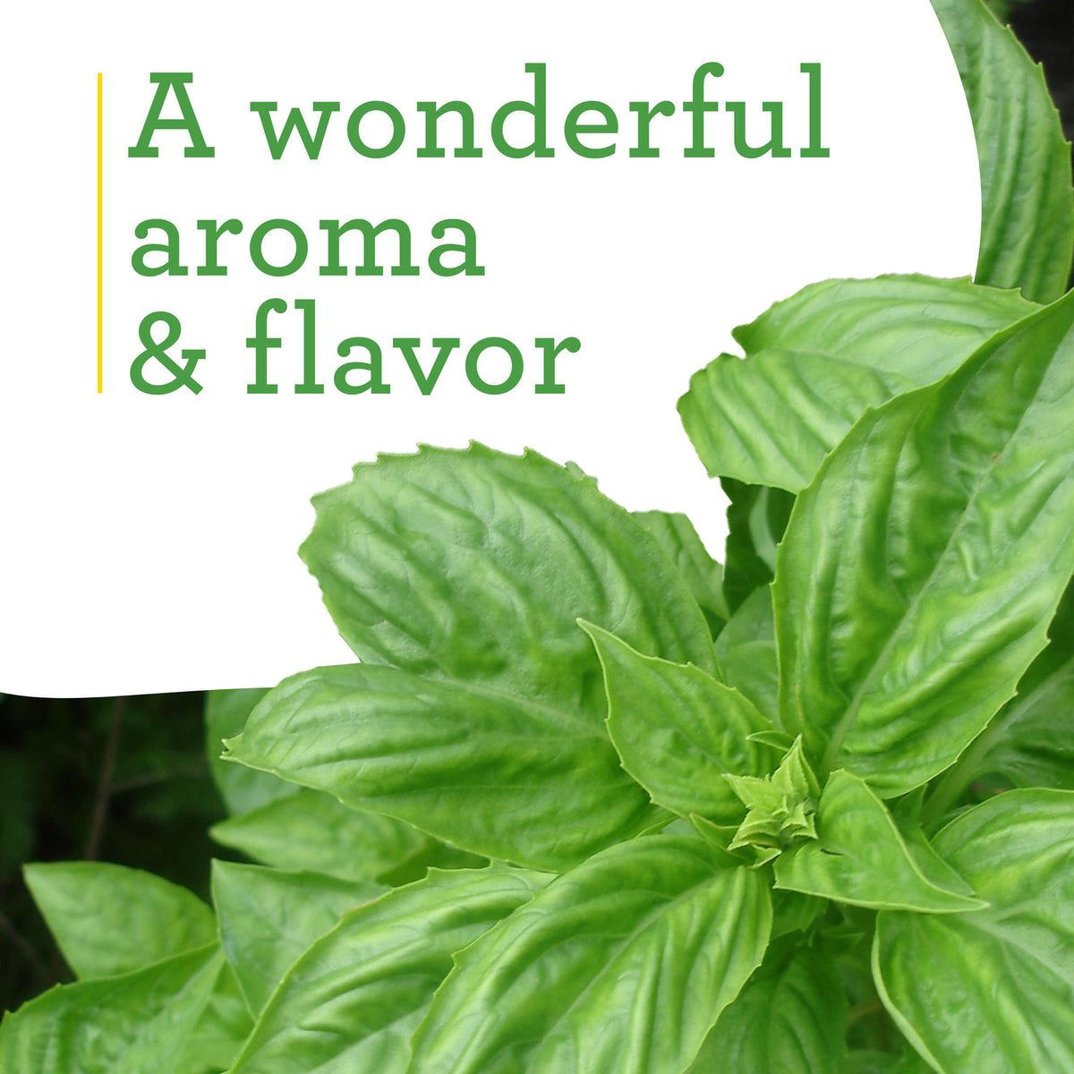 Sweet Basil 3-Pack Plugs | Bonnie Plants
