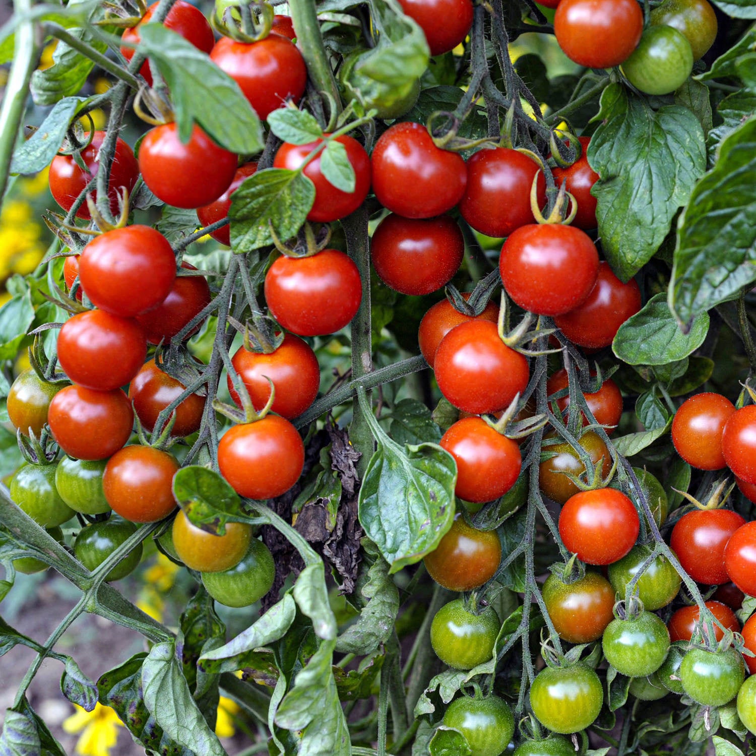 Super Sweet 100 Tomato (2 Pack) – Bonnie Plants