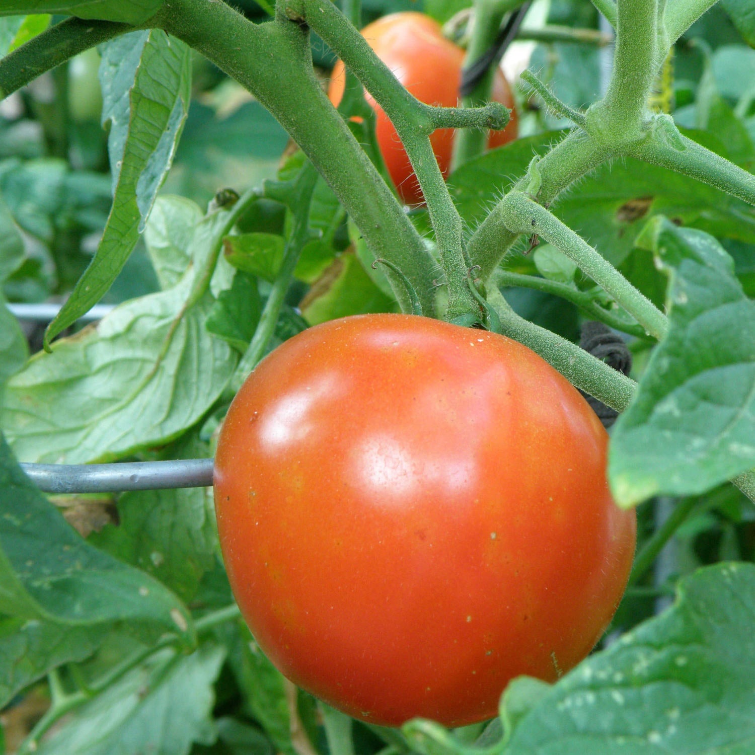 Better Boy Tomato (2 Pack) – Bonnie Plants