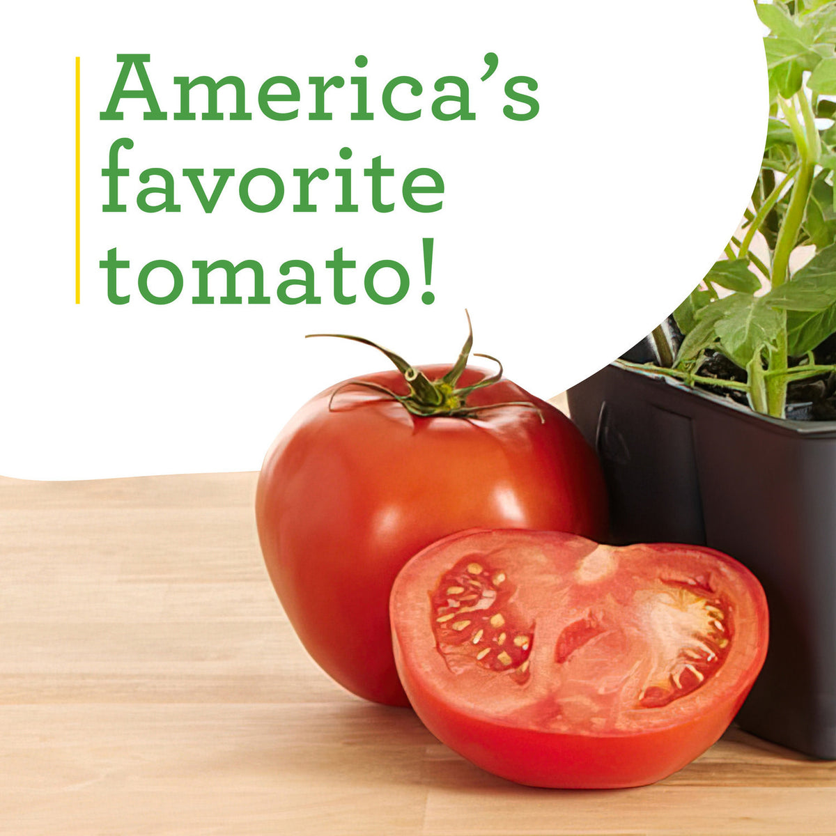 Better Boy Tomato (2 Pack) – Bonnie Plants