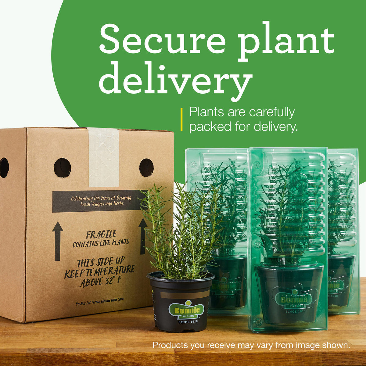 Better Boy Tomato (2 Pack) – Bonnie Plants