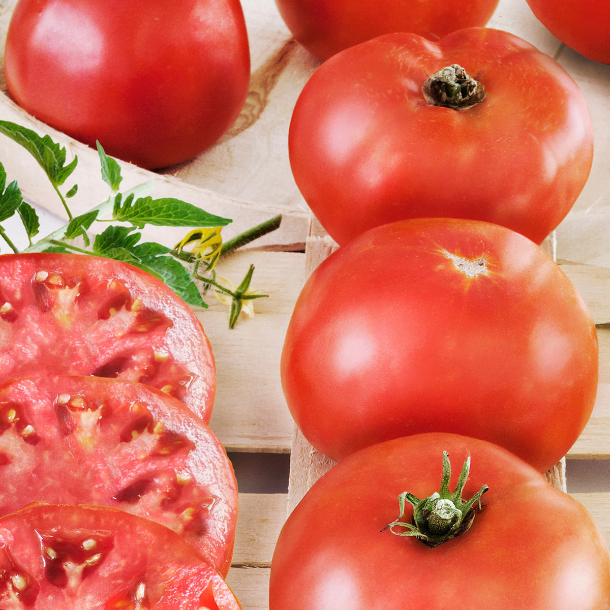 Big Boy Tomato (2 Pack) – Bonnie Plants